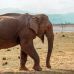 Udawalawe National Park Safari from Hambantota Seaport - Is This Tour Worth the Price?
