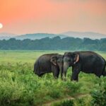 Udawalawe National Park Safari from Mount Lavinia - Who Is This Tour Best For?