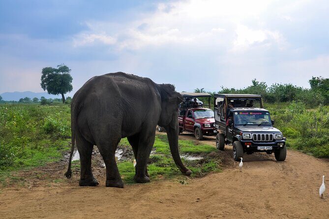 Udawalawe National Park Safari from Panadura - What Makes This Tour Stand Out?