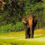 Udawalawe National Park Safari from Weligama - Exploring the Udawalawe Safari Experience