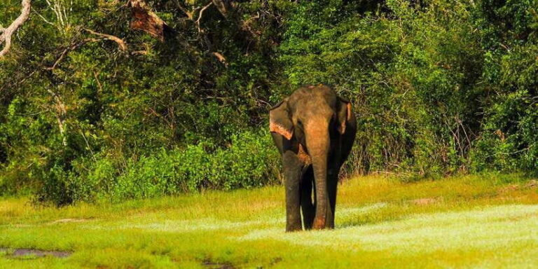 Udawalawe National Park Safari from Weligama - Exploring the Udawalawe Safari Experience