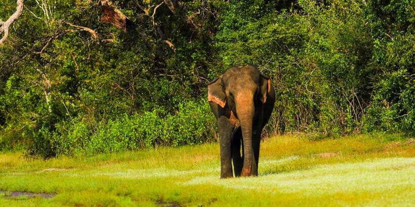 Udawalawe National Park Safari from Weligama - Exploring the Udawalawe Safari Experience