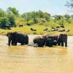 Udawalawe National Park Safari Tour - Why This Tour Is a Great Choice