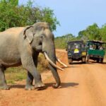 Udawalawe National Park Safari trip from Galle/Mirissa/Ella - Cost and Value: Is It Worth It?