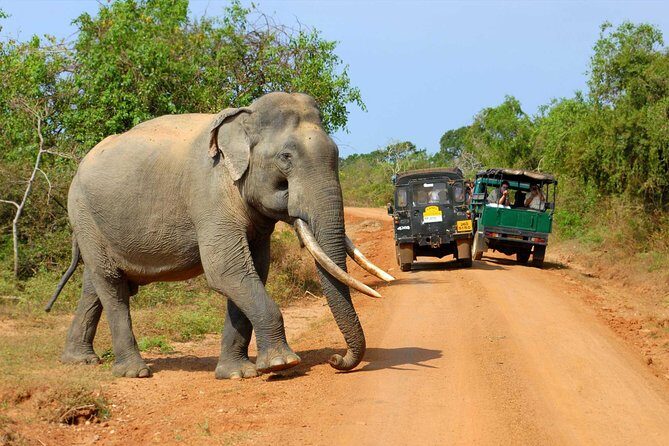 Udawalawe National Park Safari trip from Galle/Mirissa/Ella - Cost and Value: Is It Worth It?