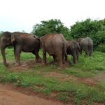 Udawalawe: National Park Safari with Elephant Transit Home - Who Should Consider This Tour?