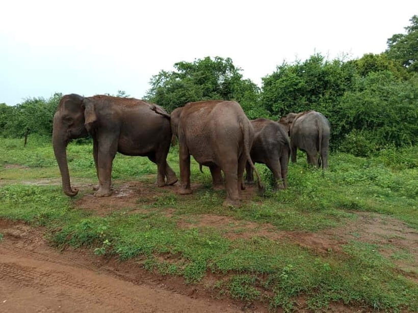 Udawalawe: National Park Safari with Elephant Transit Home - Who Should Consider This Tour?