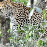 Udawalawe National Park: Safari with Experienced Driver - A Typical Day on the Safari