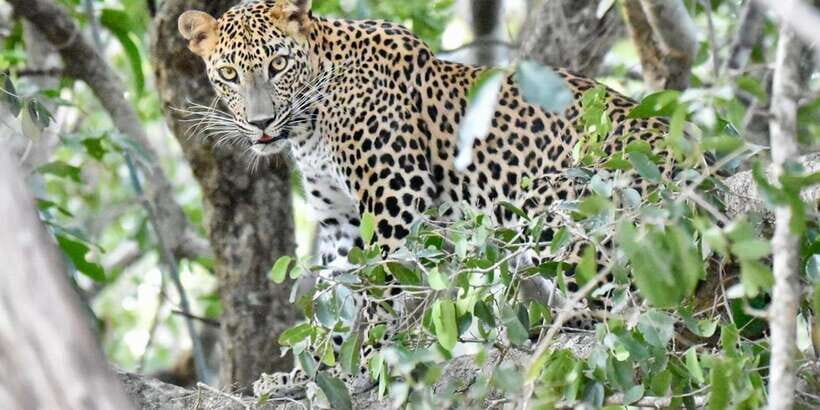 Udawalawe National Park: Safari with Experienced Driver - A Typical Day on the Safari