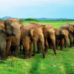"Udawalawe National Park Safari with Pickup & Drop-off" - Who Should Consider This Tour?