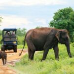 Udawalawe National Park Safari With Transfers From Colombo - What Makes This Tour Stand Out?