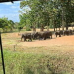 Udawalawe National Park Wildlife Safari from Galle - What’s Included and What’s Not