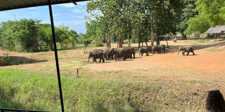 Udawalawe National Park Wildlife Safari from Galle - What’s Included and What’s Not