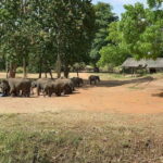 Udawalawe National Park Wildlife Safari from Hambantota Port - The Itinerary Breakdown