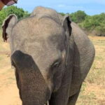 Udawalawe National park with Safari jeep & Entrance ticket - How Does It Compare to Other Wildlife Tours?