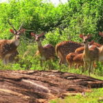 Udawalawe Private Safari Tour From AHUNGALLA - A Deep Dive into the Udawalawe Safari Experience