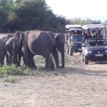 Udawalawe Safari Day Tour From Kandy - Value and Cost