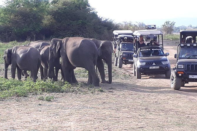 Udawalawe Safari Day Tour From Kandy - Value and Cost
