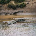 Udawalawe Safari Day Trip from Ella/Tangalle/Dikwella/Hambantota - Breaking Down the Itinerary