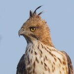 Udawalawe Safari Jeep Tour - What Makes the Udawalawe Safari Jeep Tour Stand Out?