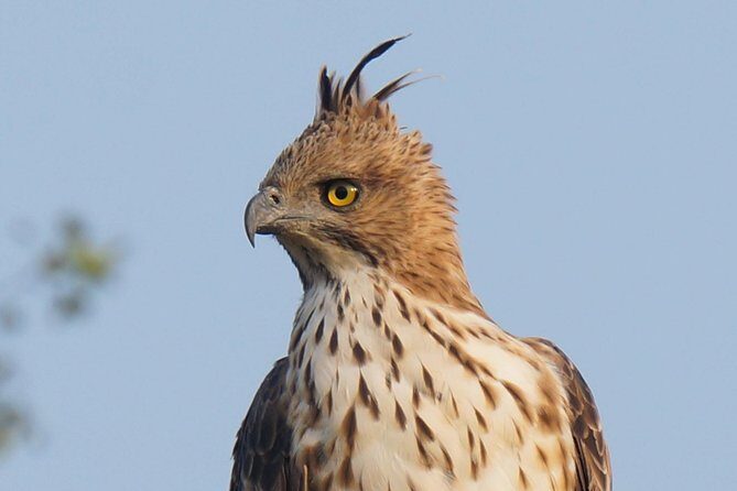 Udawalawe Safari Jeep Tour - What Makes the Udawalawe Safari Jeep Tour Stand Out?