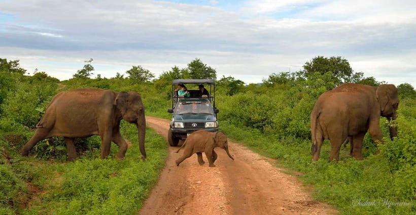 Udawalawe Safari Private Day Trip with Lunch - All Inclusive - Who Will Love This Tour?