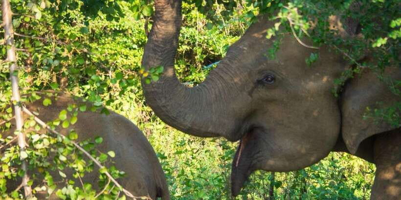 Udawalawe Safari | PRIVATE TOUR - The Experience: What to Expect at Udawalawe