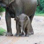 Udawalawe Safari Tour from Hambantota Port (Shore Excursion) - Final Thoughts: Is It Worth It?