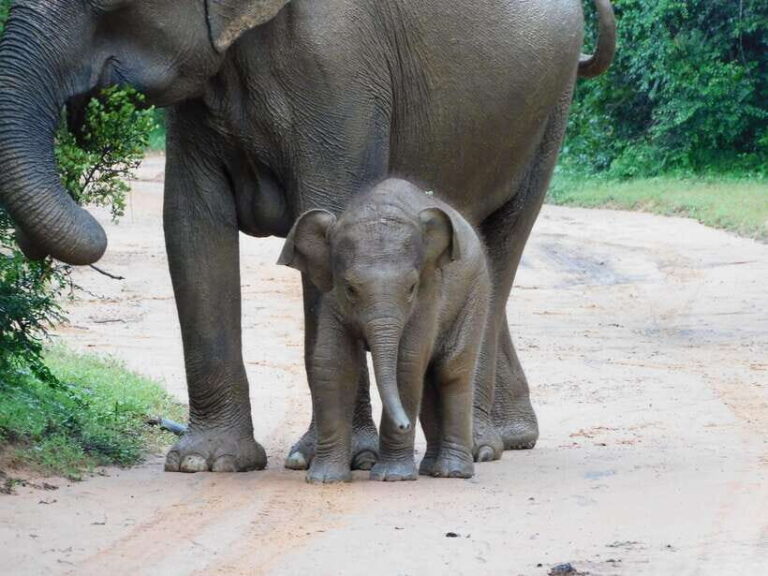 Udawalawe Safari Tour from Hambantota Port (Shore Excursion) - Final Thoughts: Is It Worth It?