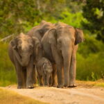 Udawalawe Safari Tour from Tissamaharama/Yala/Hambantota - What to Expect During the Safari