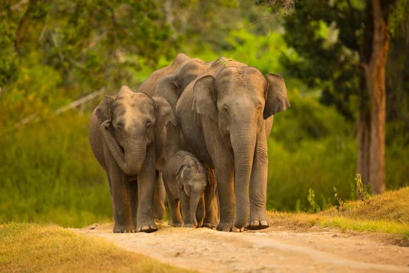 Udawalawe Safari Tour from Tissamaharama/Yala/Hambantota - What to Expect During the Safari
