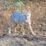 Udawalawe Safari Tour With Baby Elephants From Hambantota Port - An In-Depth Look at the Itinerary