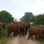 Udawalawe : Udawalawa National Park Half day Safari Tour - Transportation and Group Size