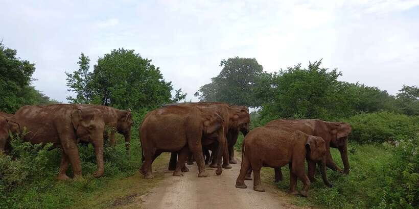 Udawalawe : Udawalawa National Park Half day Safari Tour - Transportation and Group Size