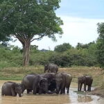 Udawalawe Wild Safari Tours | 10 Hours Safari - Real Insights from Past Reviewers