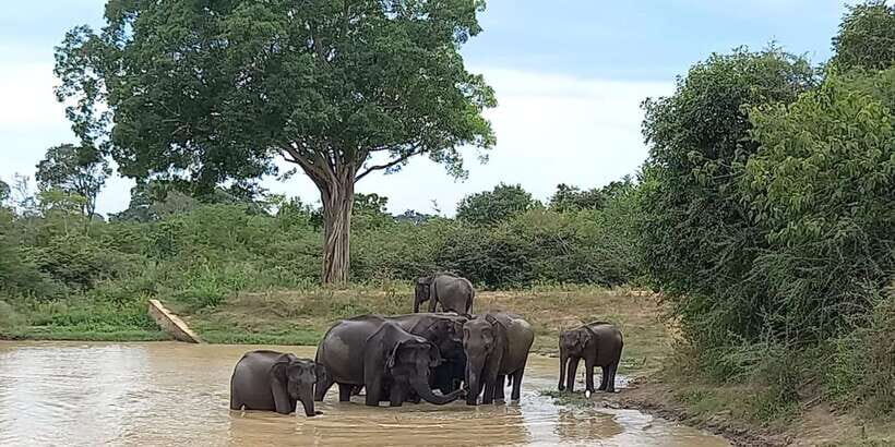 Udawalawe Wild Safari Tours | 10 Hours Safari - Real Insights from Past Reviewers
