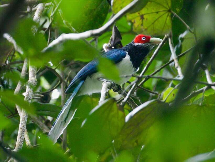 Udawalawe:Sinharaja Day Tour Drop Off Mirissa/Galle/Tangalle - Practical Details and What to Expect