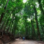 Udawatte Kele Santuary with Nature Walk from Kandy - Wildlife Encounters and Flora