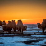 Ulaanbaatar: 4-Day Central Mongolia Winter Tour - What’s Included and What’s Not