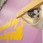 Ultimate cat experience at Austin's only cat cafe - From the Review Pool: Authentic Feedback