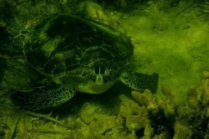 Ultimate Private Scalloping Adventure in Crystal River - The Itinerary in Detail