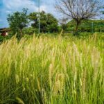 Uncover Hidden Treasures of Rural Life on a Village Tour - Breaking Down the Day: Itinerary Highlights