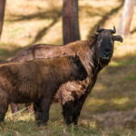 Uncovering the Charm of Thimphu - Practical Aspects and What They Mean for Travelers