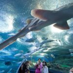 Underwater World at Pattaya Admission Ticket - Who Will Love This Experience?