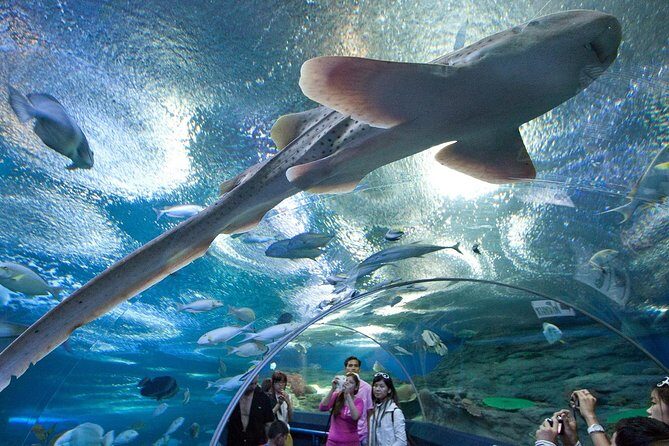 Underwater World at Pattaya Admission Ticket - Who Will Love This Experience?