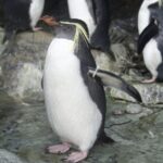 Underwater World Langkawi Admission Ticket - Visitor Experience: The Good, The Bad, and The Realities