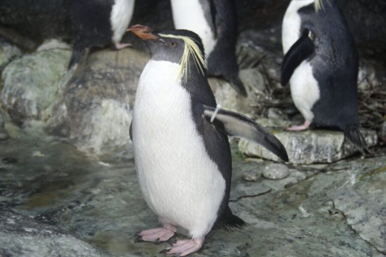 Underwater World Langkawi Admission Ticket - Visitor Experience: The Good, The Bad, and The Realities