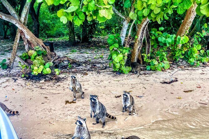 Unique 5 Hours-Boat Tour to Raccoon Island from Fort Lauderdale - Introduction: The Charm of Fort Lauderdale by Boat
