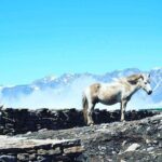 Unique Shimla and Manali tour - Transition to Manali: Mountain Roads and Local Flavors