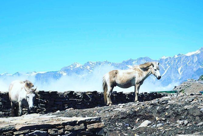 Unique Shimla and Manali tour - Transition to Manali: Mountain Roads and Local Flavors